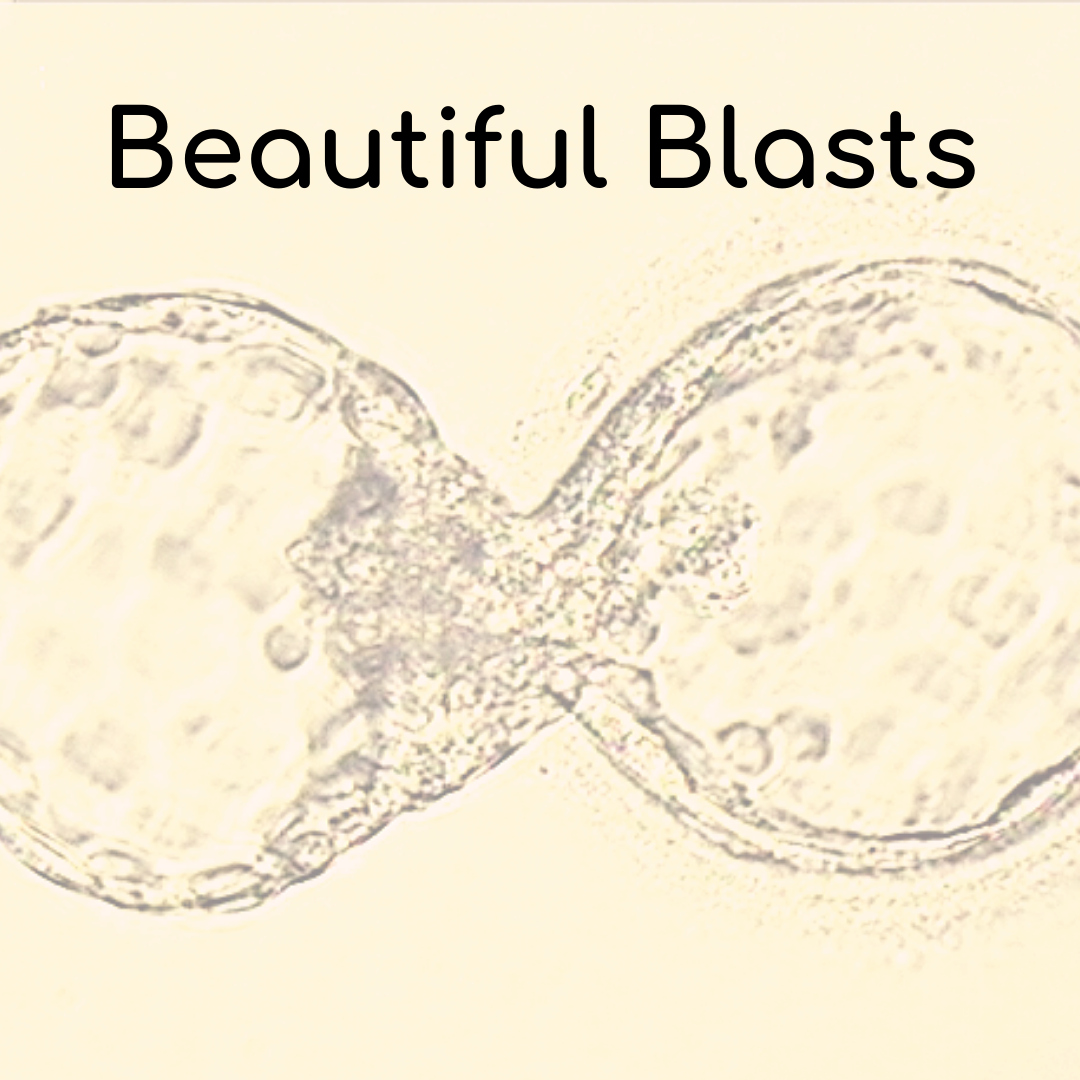 Beautiful Blastocyst - ART Compass- IVF Lab Management Software