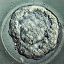 Embryo Freezing (Cryopreservation: Embryologist Perspective